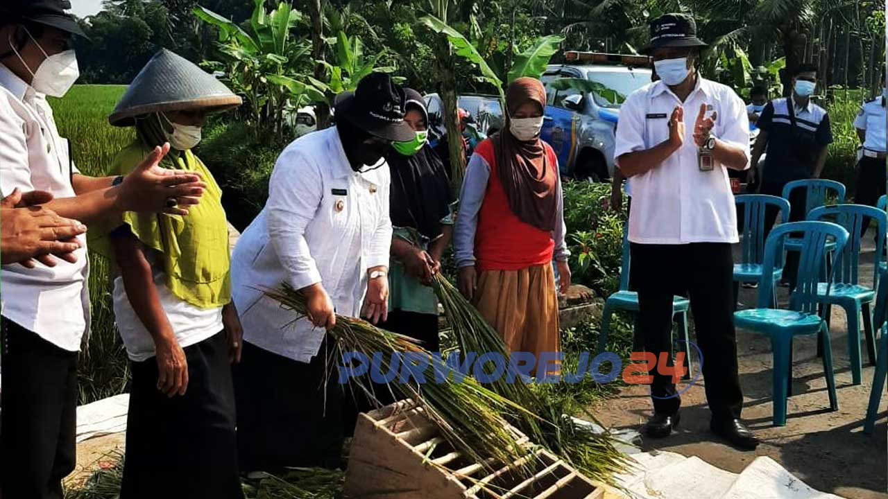 Hasil Panen Meningkat, Wakil Bupati dan Petrokimia Gresik Panen Padi ...
